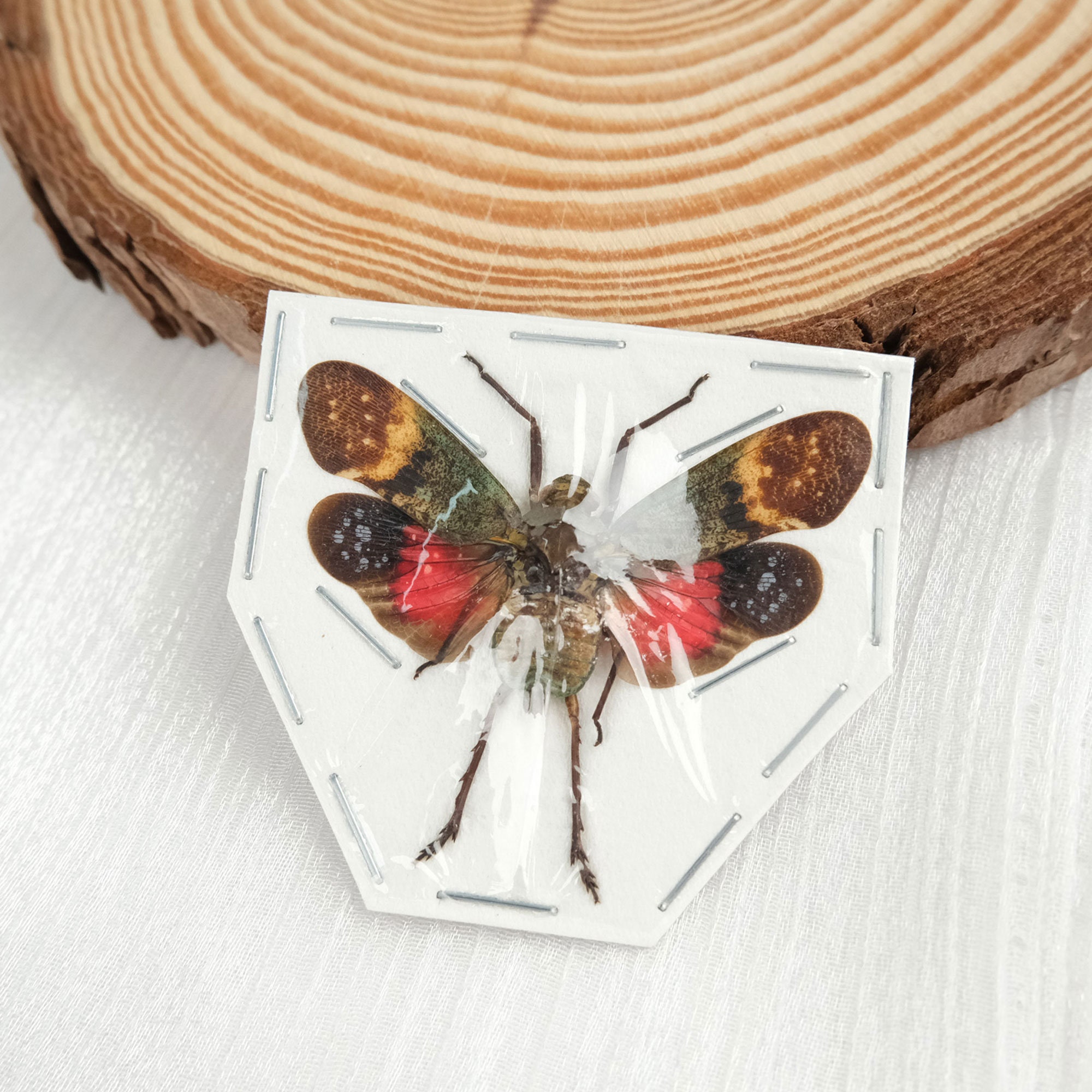 Real Cicada Insect Specimen, Black and Red Cicada, Penthicodes Tarinosa ...