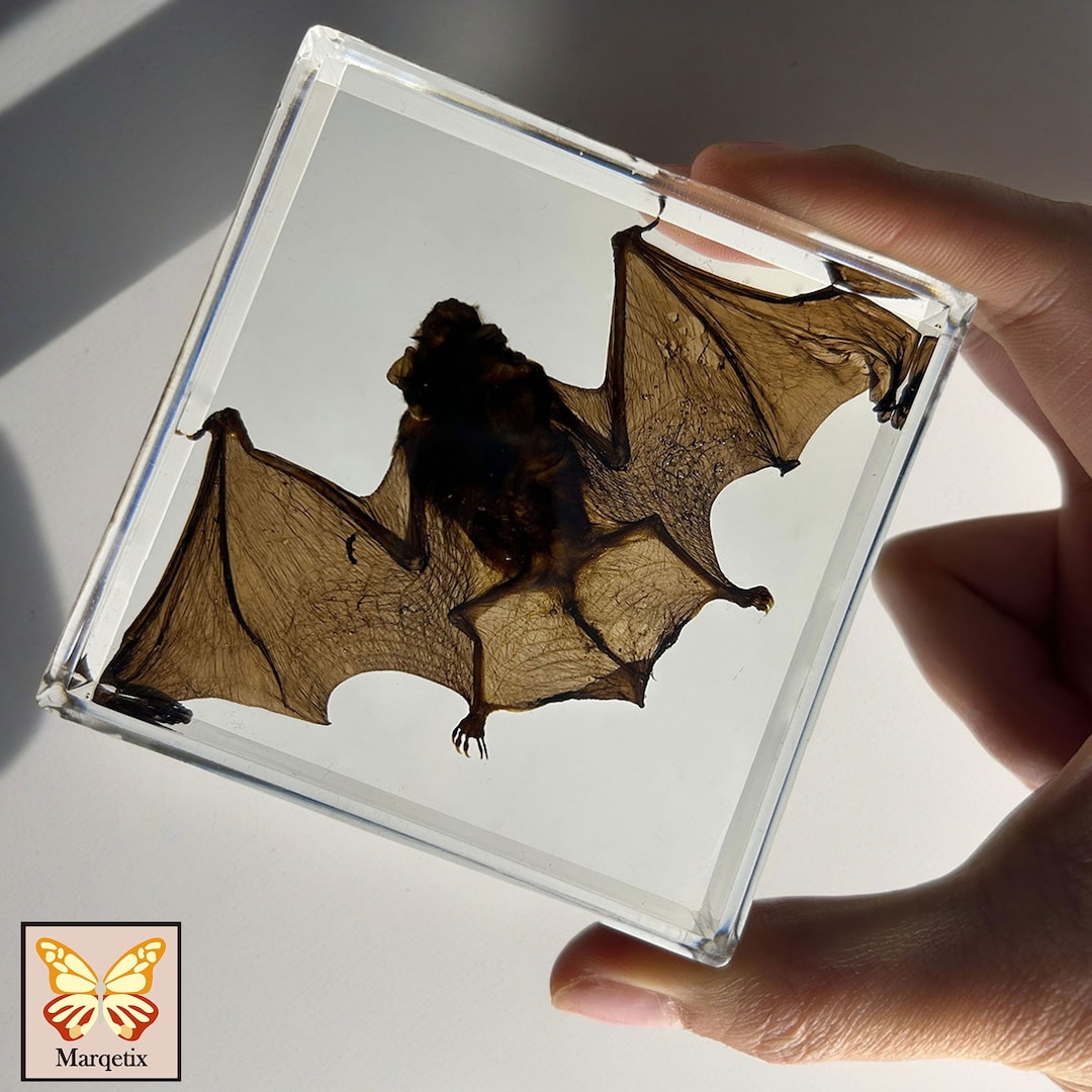 Real Bat Insect Specimen, Bat Skeleton Animal Taxidermy in Resin, Resin ...