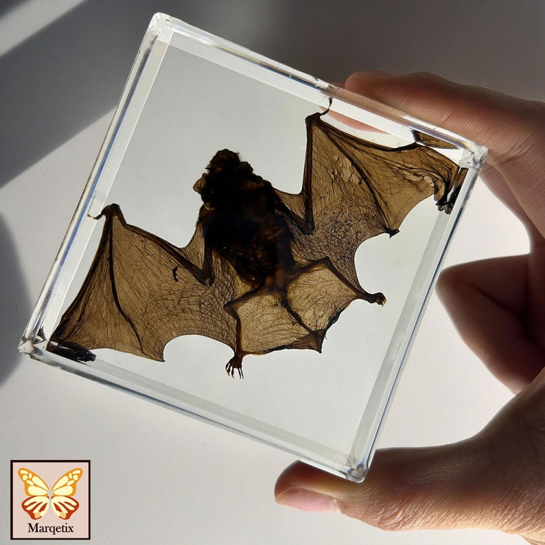 Real Bat Insect Specimen, Bat Skeleton Animal Taxidermy in Resin, Resin ...