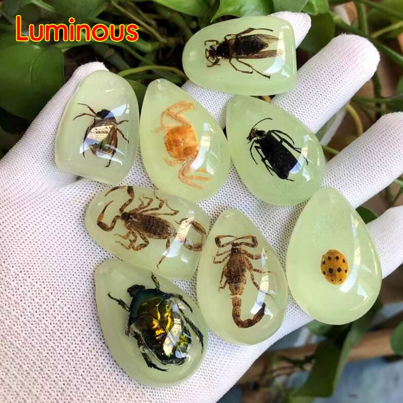 Real Beetles Resin Insect Specimen, Mixed Real Beetles Taxidermy Insect ...