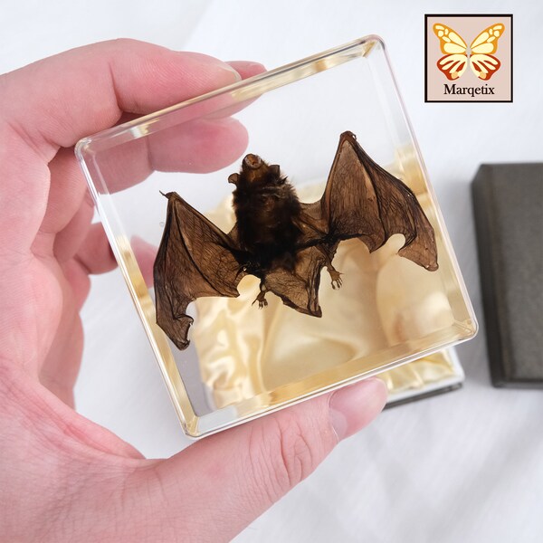 Bat Taxidermy - Etsy