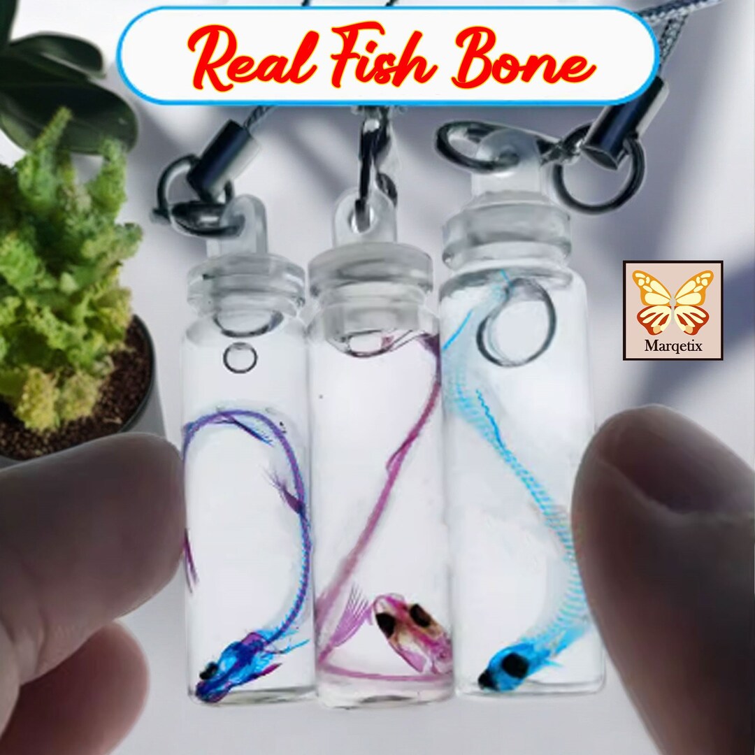 Real Transparent Stained Fish Skeleton Specimen, Hyaline Bone Specimen ...
