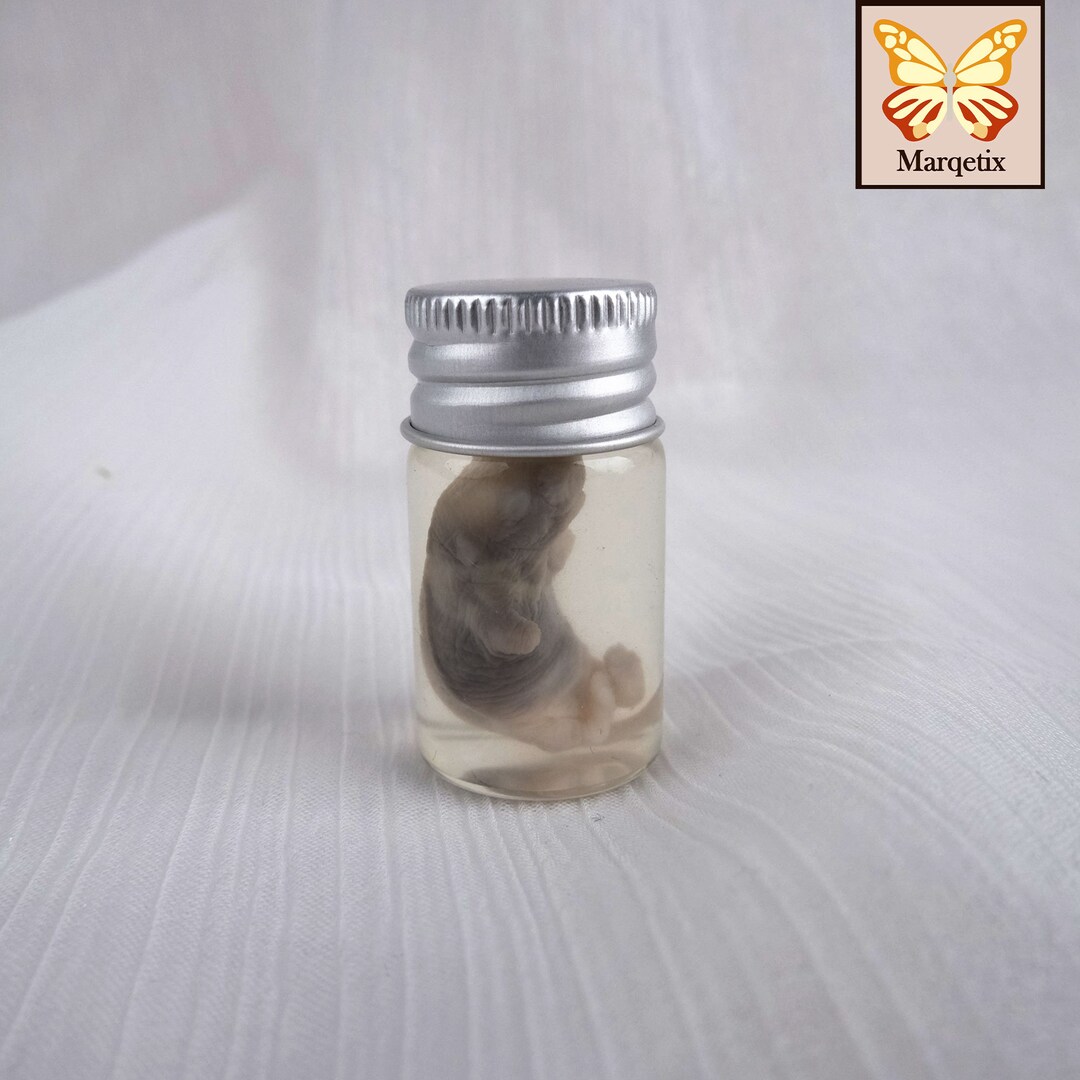 Real Wet Specimen Domestic House Mouse Pup, Pinky Mice Wet Specimen ...