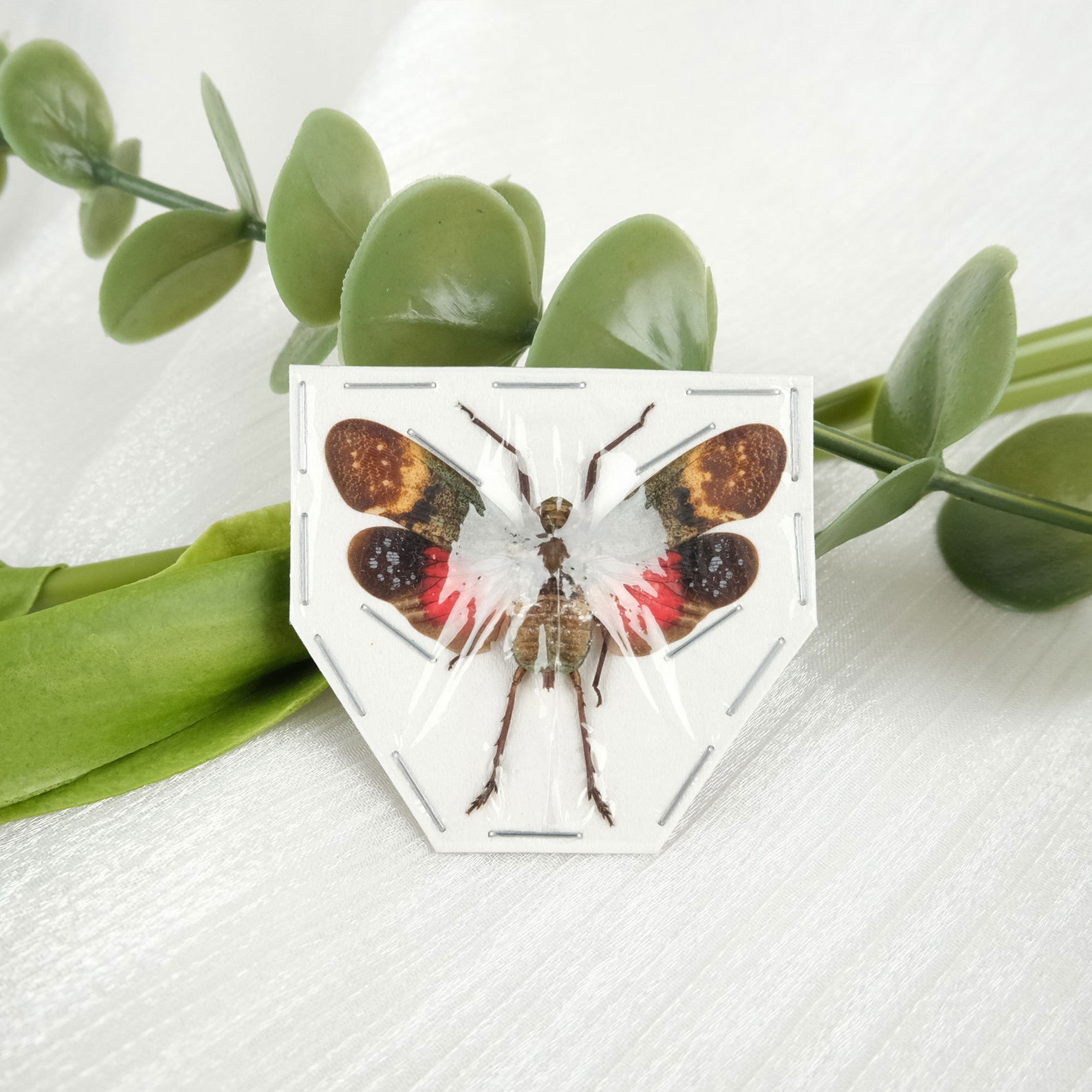 Real Cicada Insect Specimen, Black and Red Cicada, Penthicodes Tarinosa ...