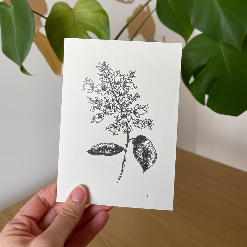 Panicle Hydrangea - Etsy