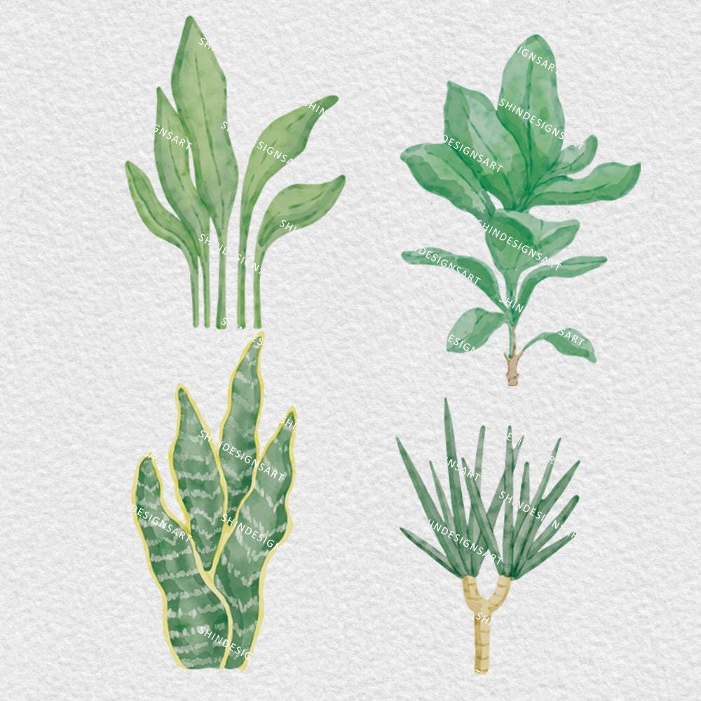 Watercolor Boho House Plant Clipart, Hand Drawn Home Plants Bundle ...