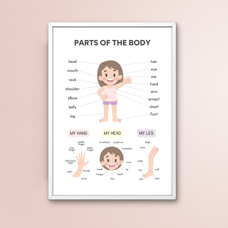 Parts of the Body Educational Poster: Anatomy Learning (digital ...