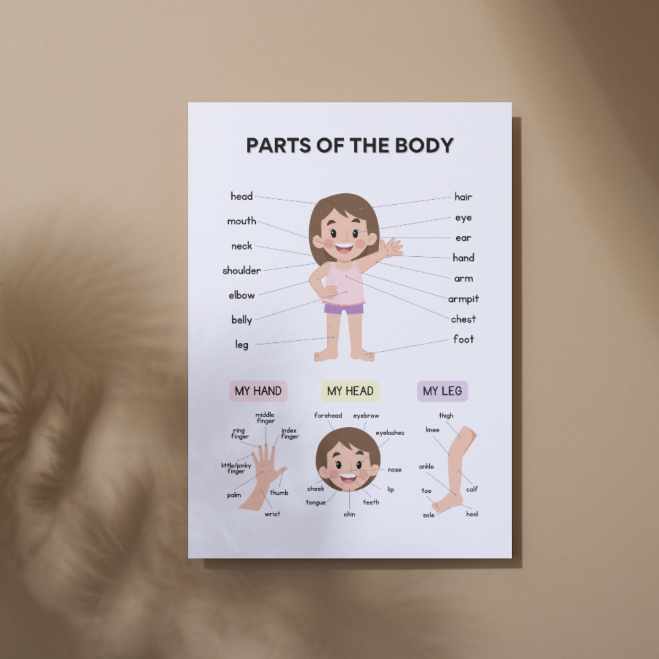 Parts of the Body Educational Poster: Anatomy Learning (digital ...
