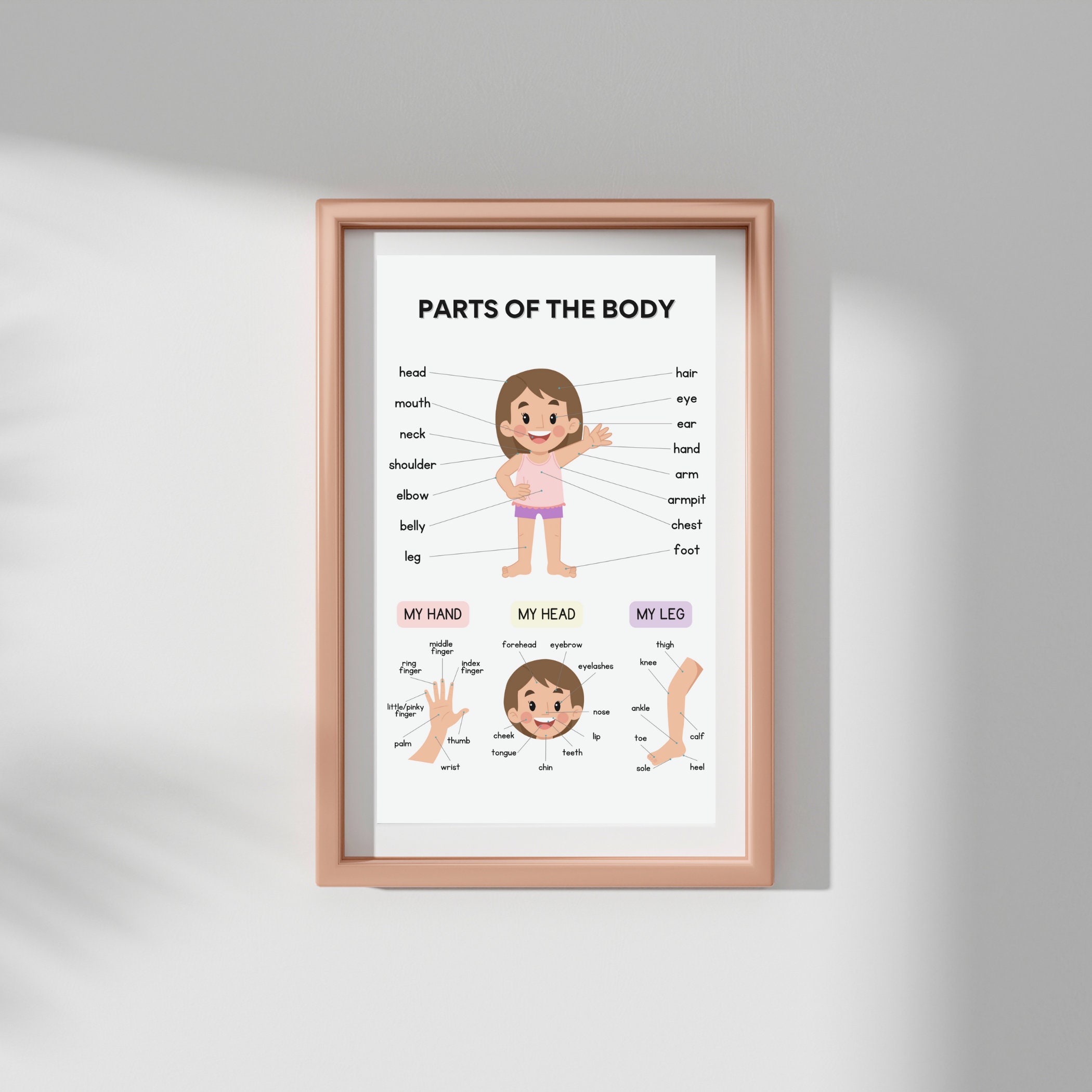 Parts of the Body Educational Poster: Anatomy Learning (digital ...