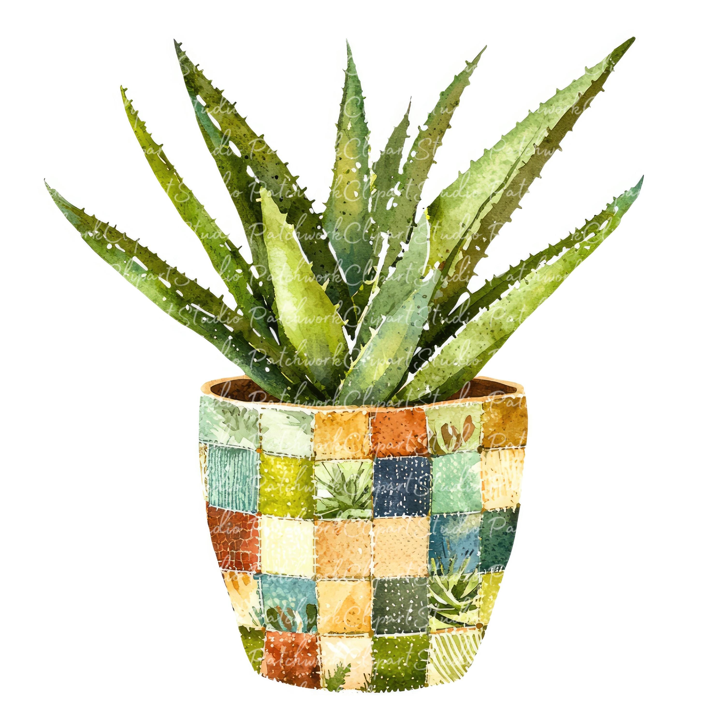 10 Aloe Vera Clipart Bundle, PNG & JPG, Printable Patchwork, Medicinal Plant Illustration ...