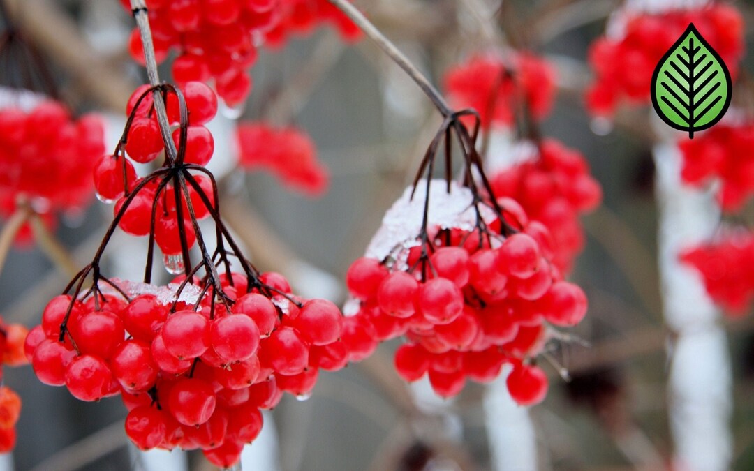 Red Currant Fragrance Oil - Etsy