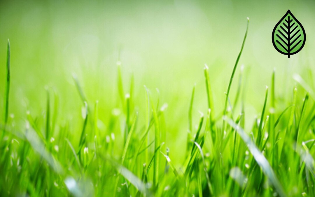 Fresh Cut Grass Fragrance Oil - Etsy