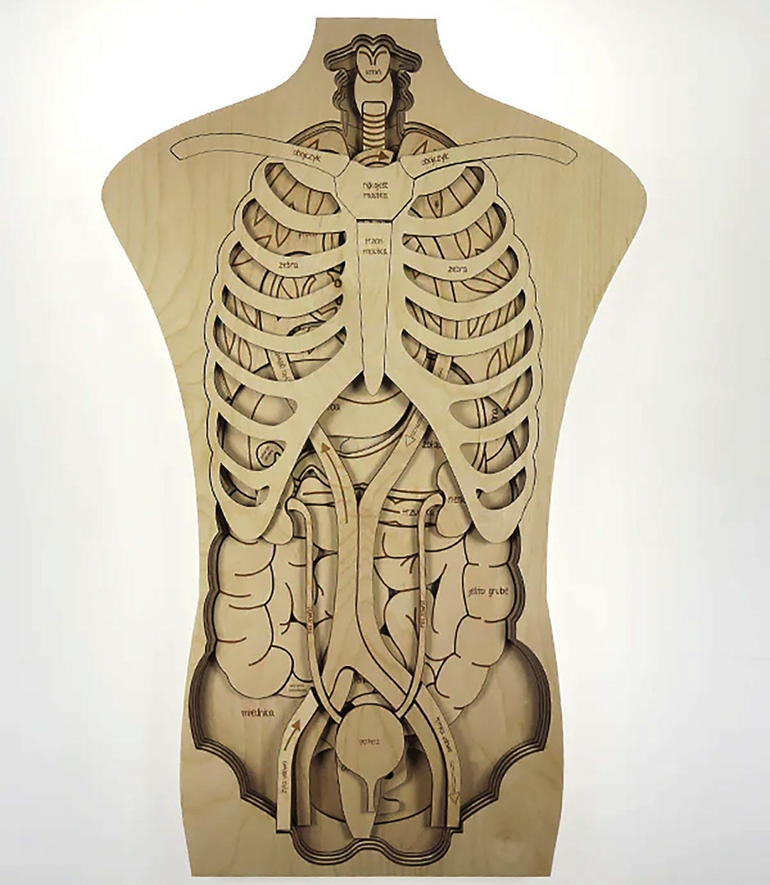 Laser Cut Human Body Wooden Model SVG Bundle Glowforge Laser Cutting ...
