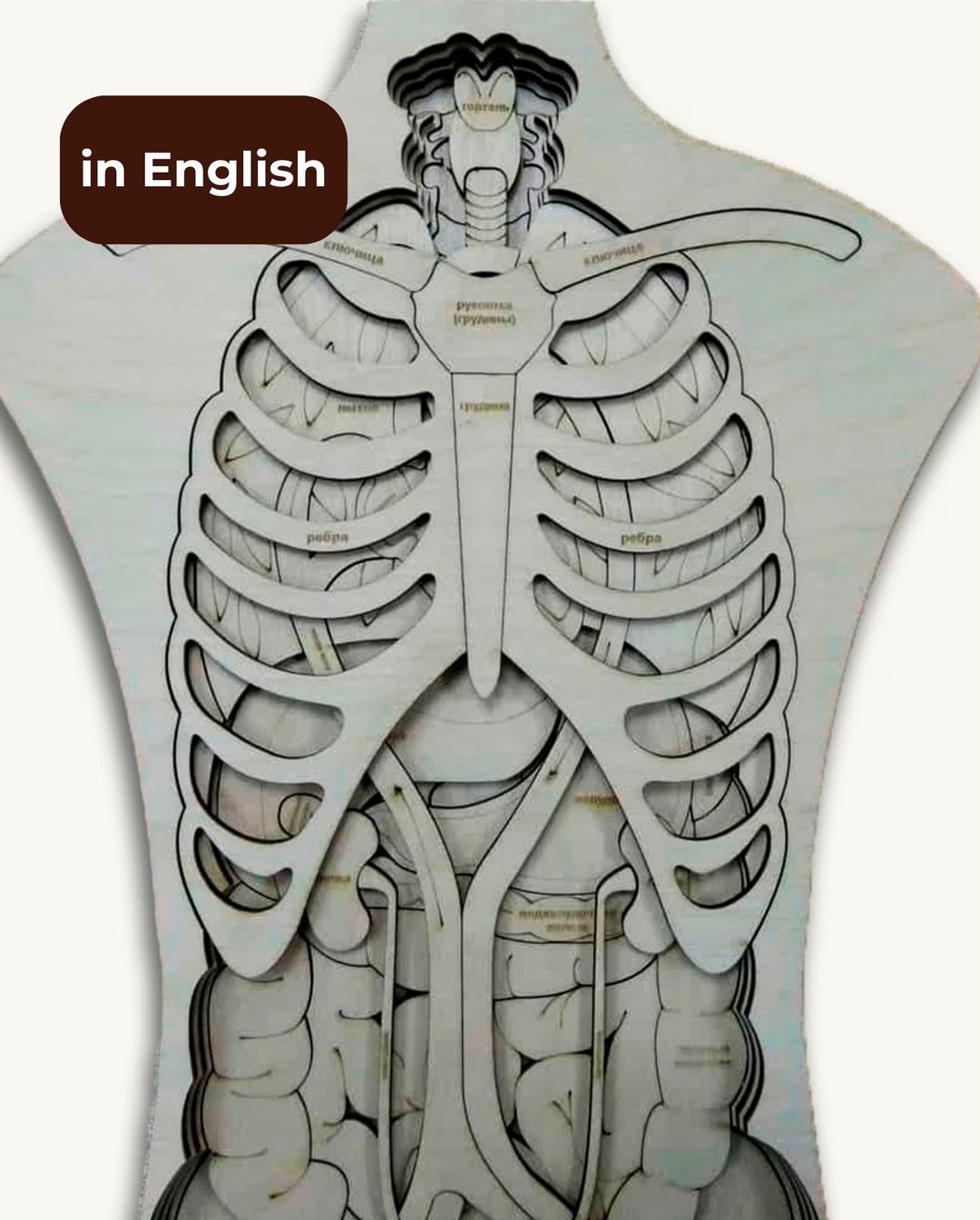 Corte láser anatomía humana rompecabezas de madera SVG paquete ...