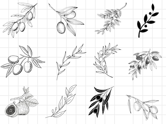 Olive Tree Branch Vector Olive Vektorgrafiken Zum Download
