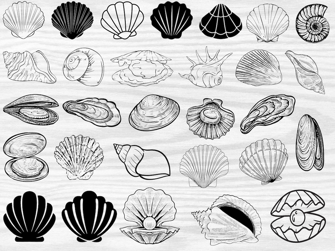 Seashell SVG Bundle, Seashell Clipart Bundle, Seashell Silhouette ...
