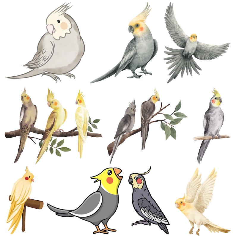 Cockatiel SVG Bundle, Cockatiel Outline, Cockatiel Clipart, Parrot Svg ...