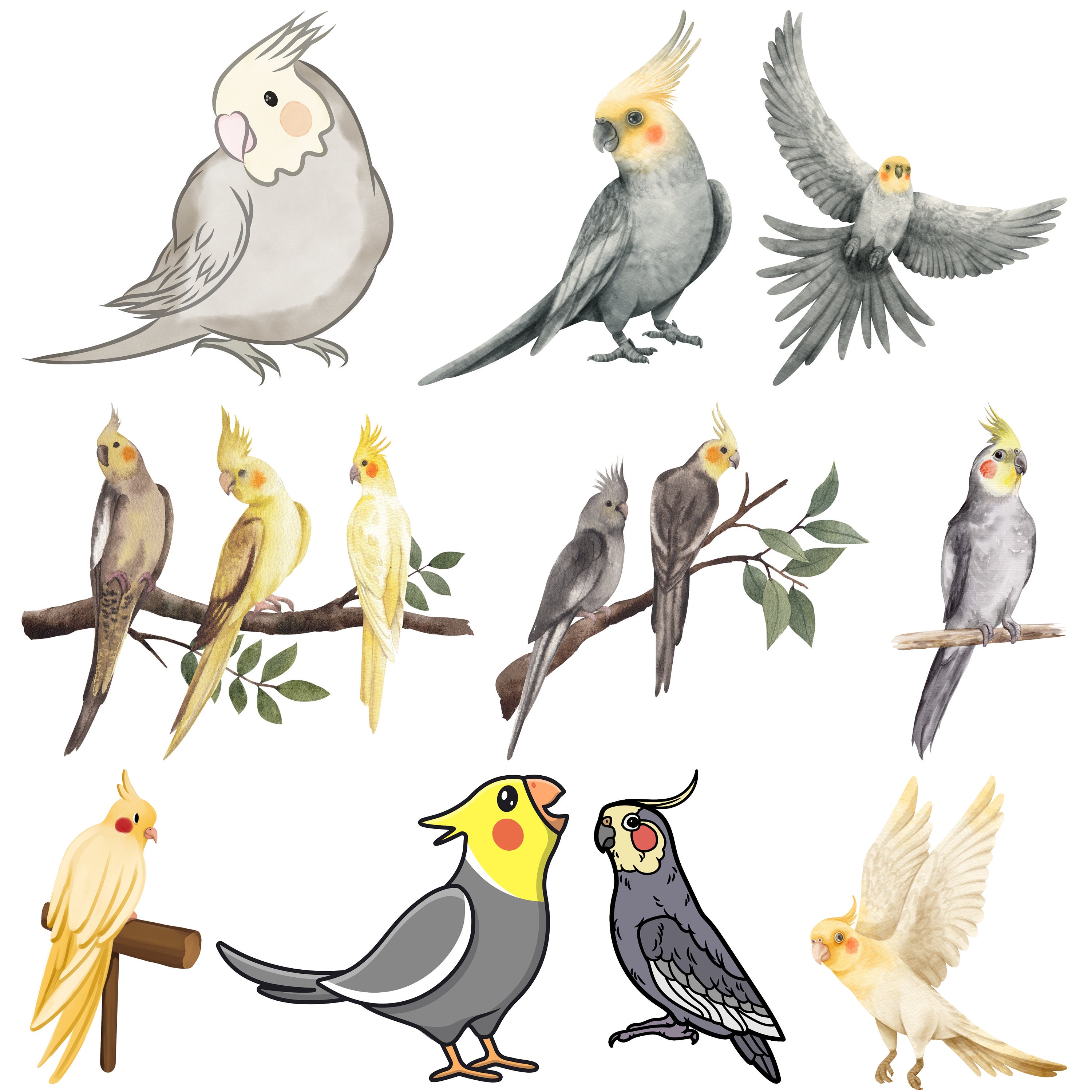 Cockatiel SVG Bundle, Cockatiel Outline, Cockatiel Clipart, Parrot Svg ...