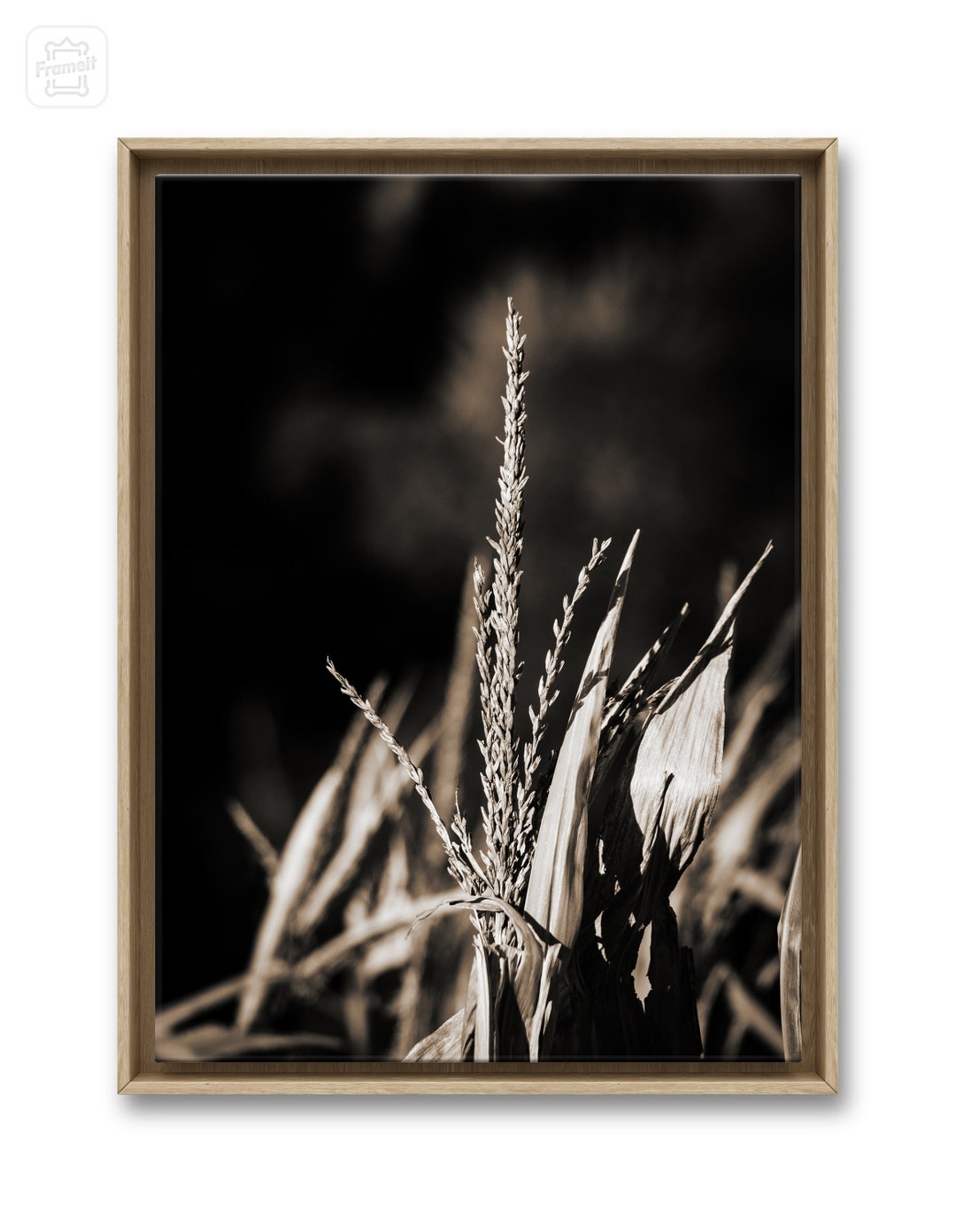 Autumn Corn Tassel Photo Print - Rustic Farmhouse Wall Art - Etsy