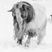 Winter Boer Buck Goat Black and White Print Farmhouse Wallart Photo ...