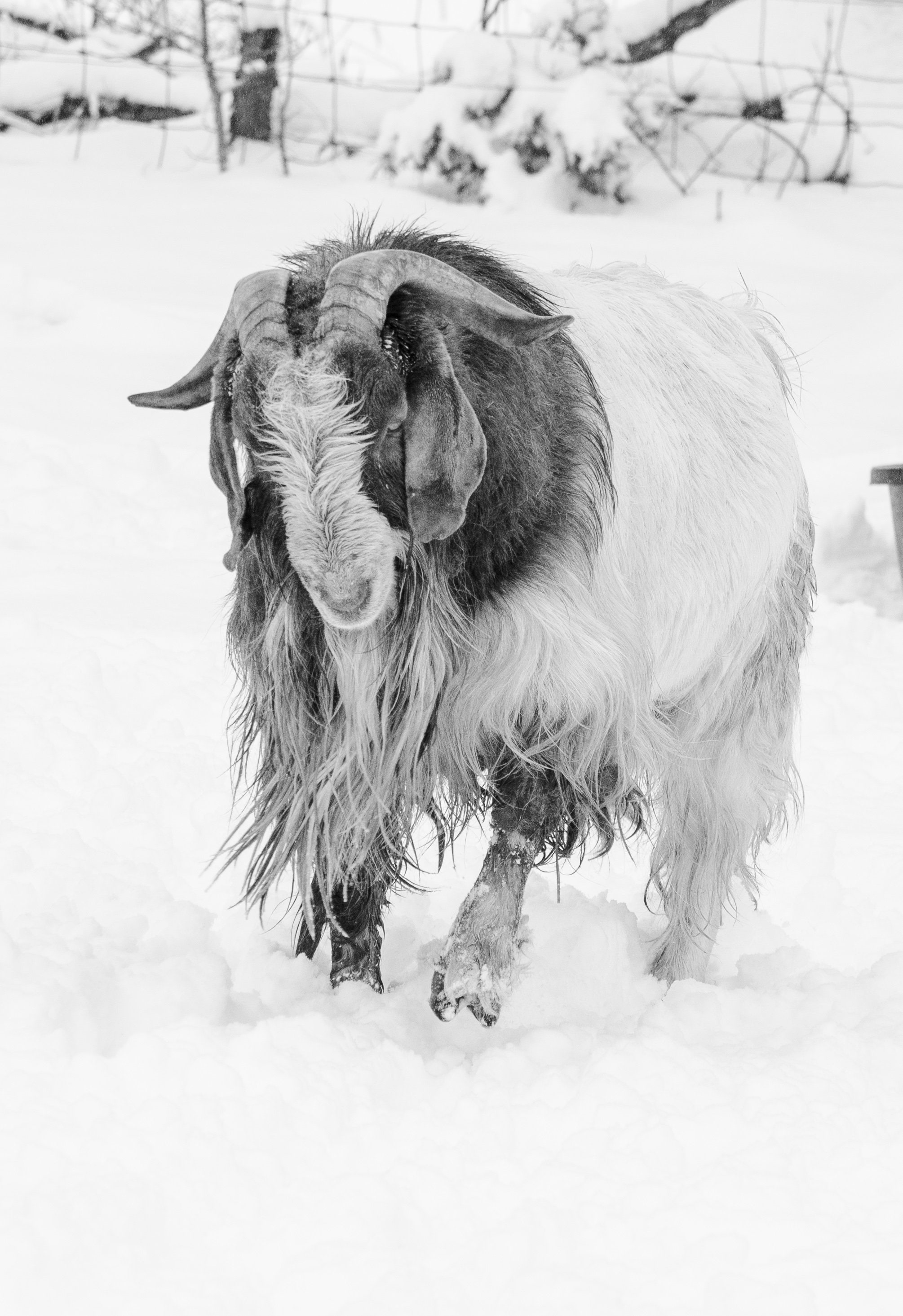 Winter Boer Buck Goat Black and White Print Farmhouse Wallart Photo ...