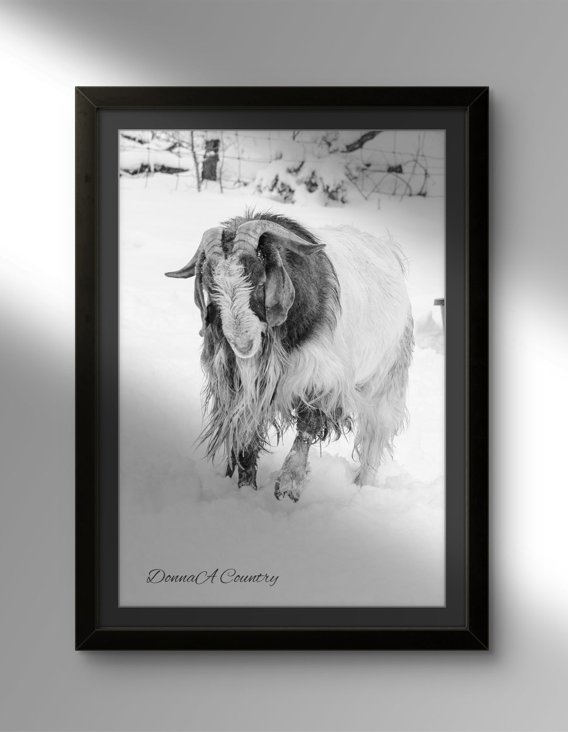 Winter Boer Buck Goat Black and White Print Farmhouse Wallart Photo ...