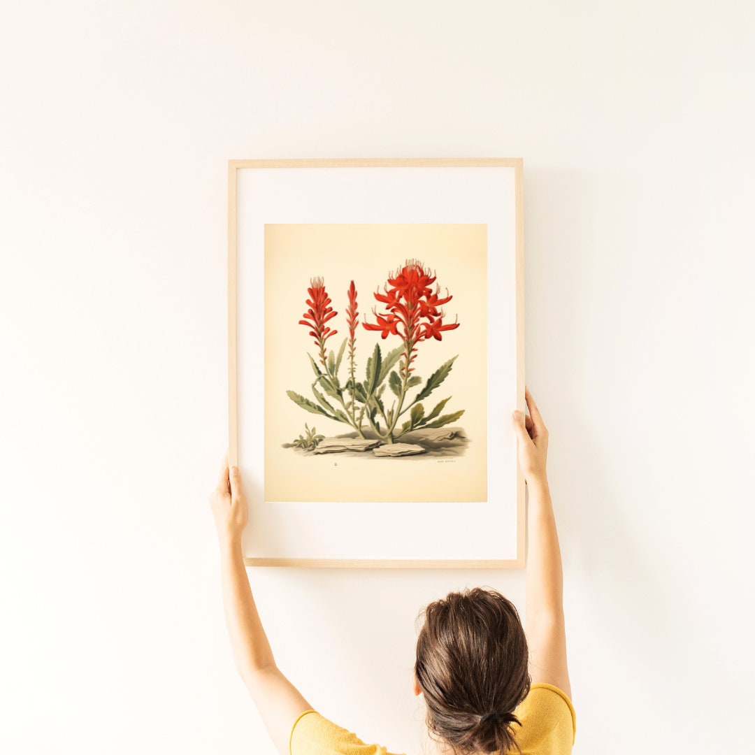Printable Digital Download Wall Art - Indian Paintbrush - Antique ...