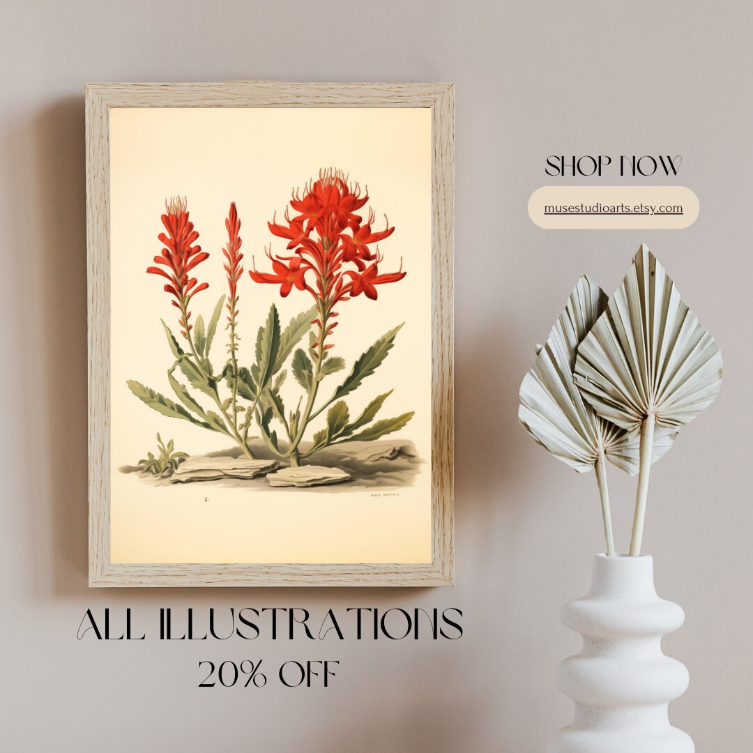 Printable Digital Download Wall Art - Indian Paintbrush - Antique ...