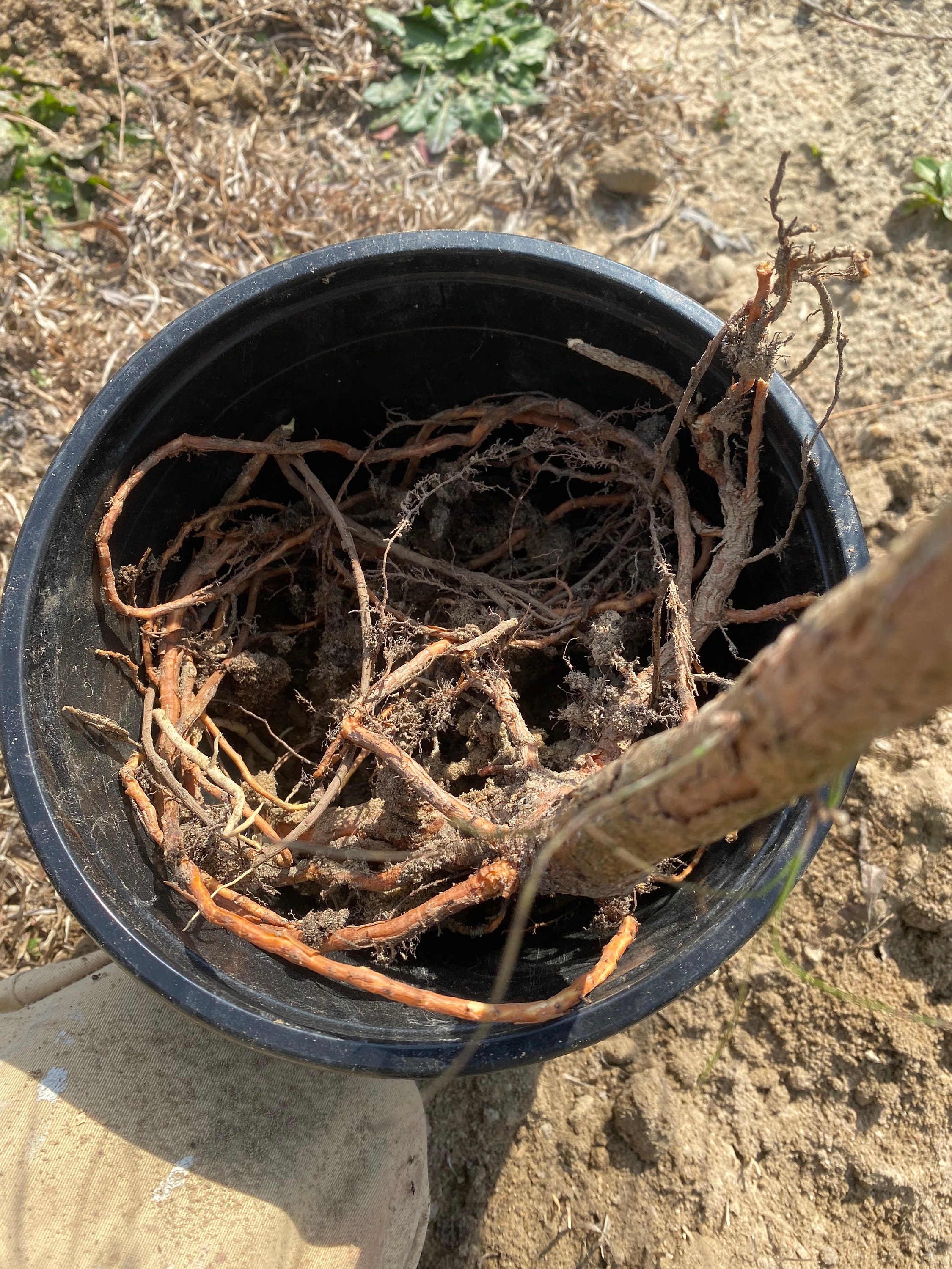 Pine Tree live Plant 1 Gallon 1224 - Etsy