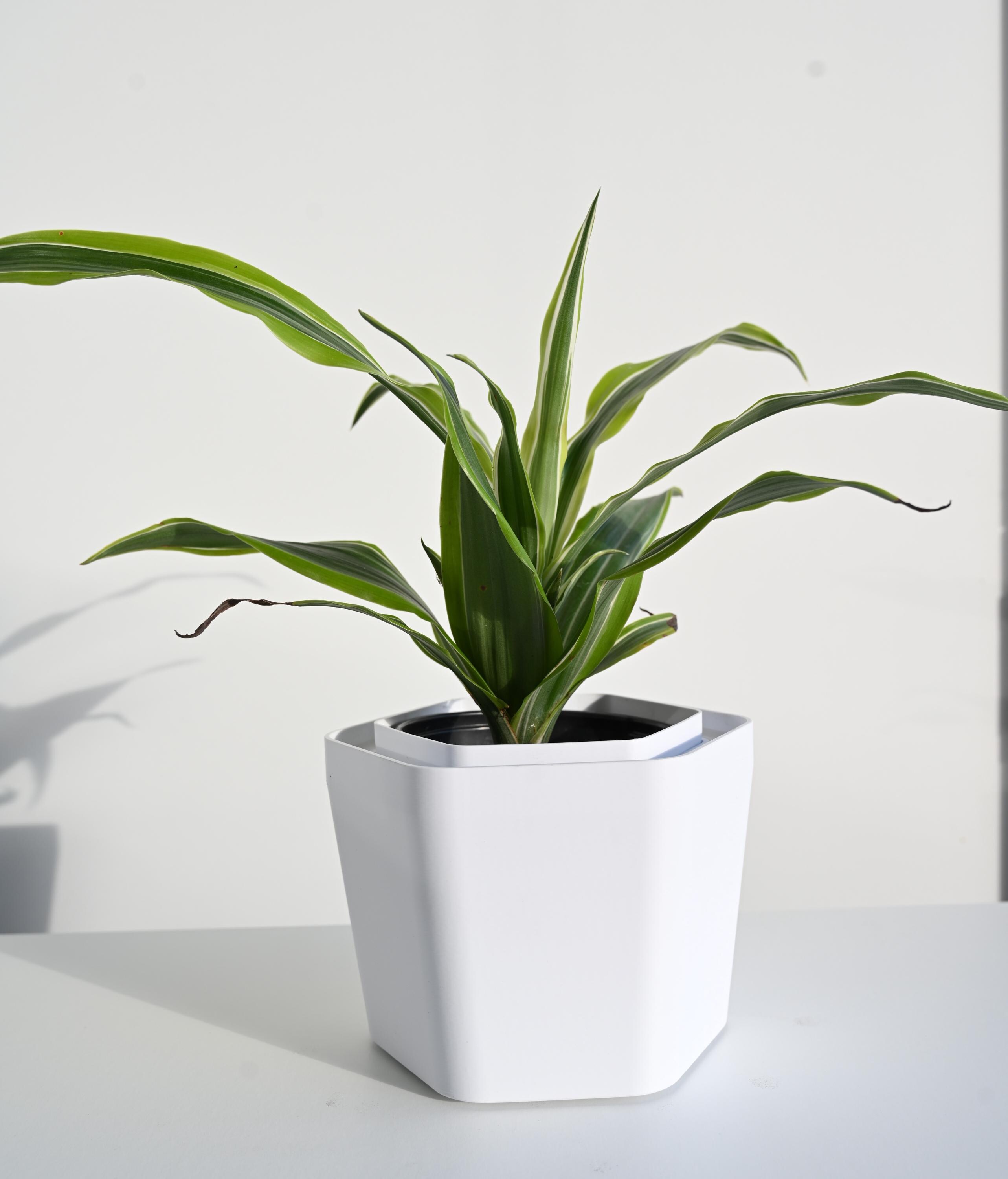 Plantern - Decorative 4" Plant Pot With Light, Modern Minimalistic ...