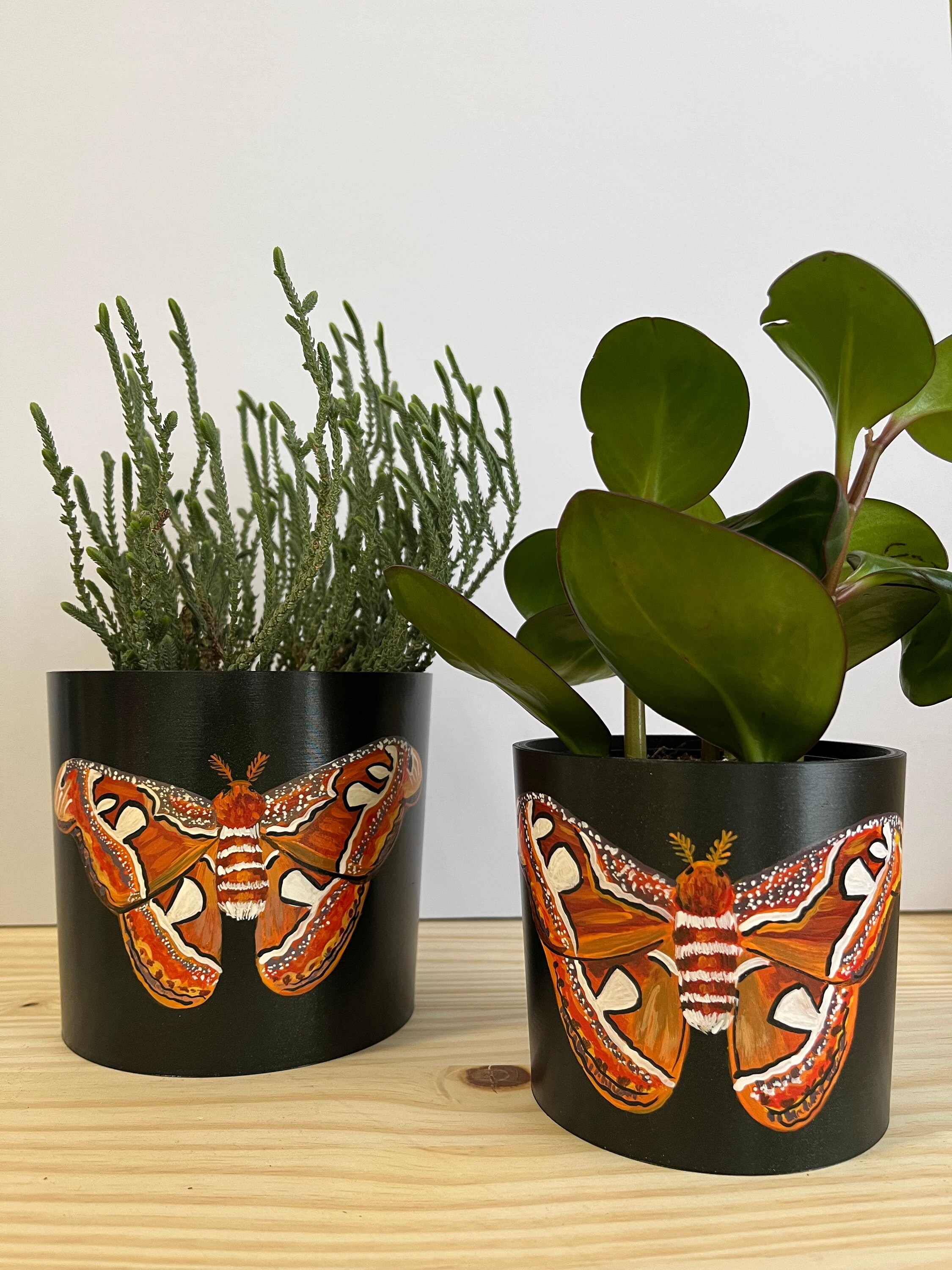 Atlas Moth 4-5 Inch Pots Atlas Moth Gift Artsy Hand-painted Draining ...