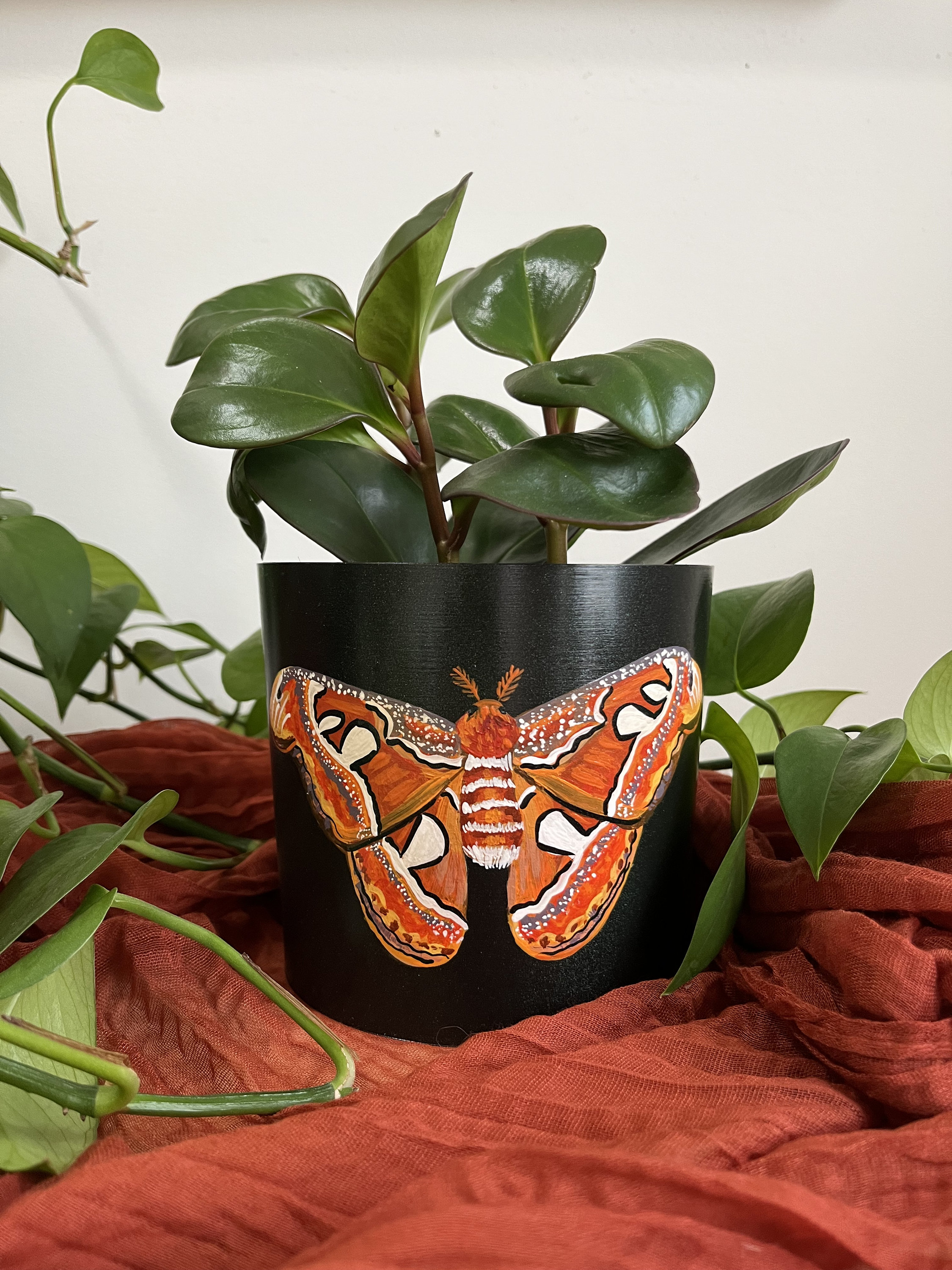 Atlas Moth 4-5 Inch Pots Atlas Moth Gift Artsy Hand-painted Draining ...