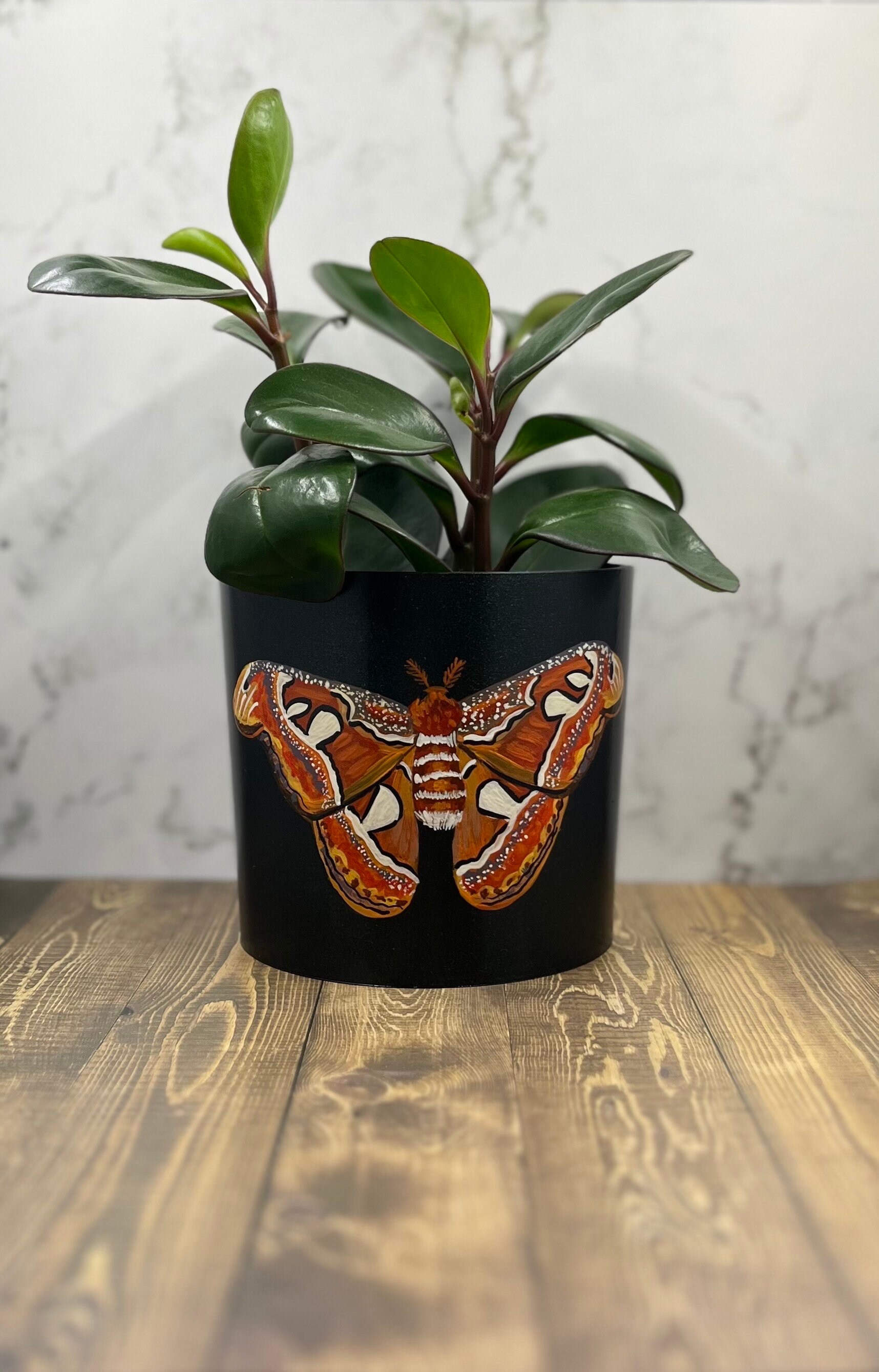 Atlas Moth 4-5 Inch Pots Atlas Moth Gift Artsy Hand-painted Draining ...