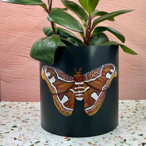 Atlas Moth | 5 Inch Pots | Atlas Moth Gift | Artsy Hand-painted ...