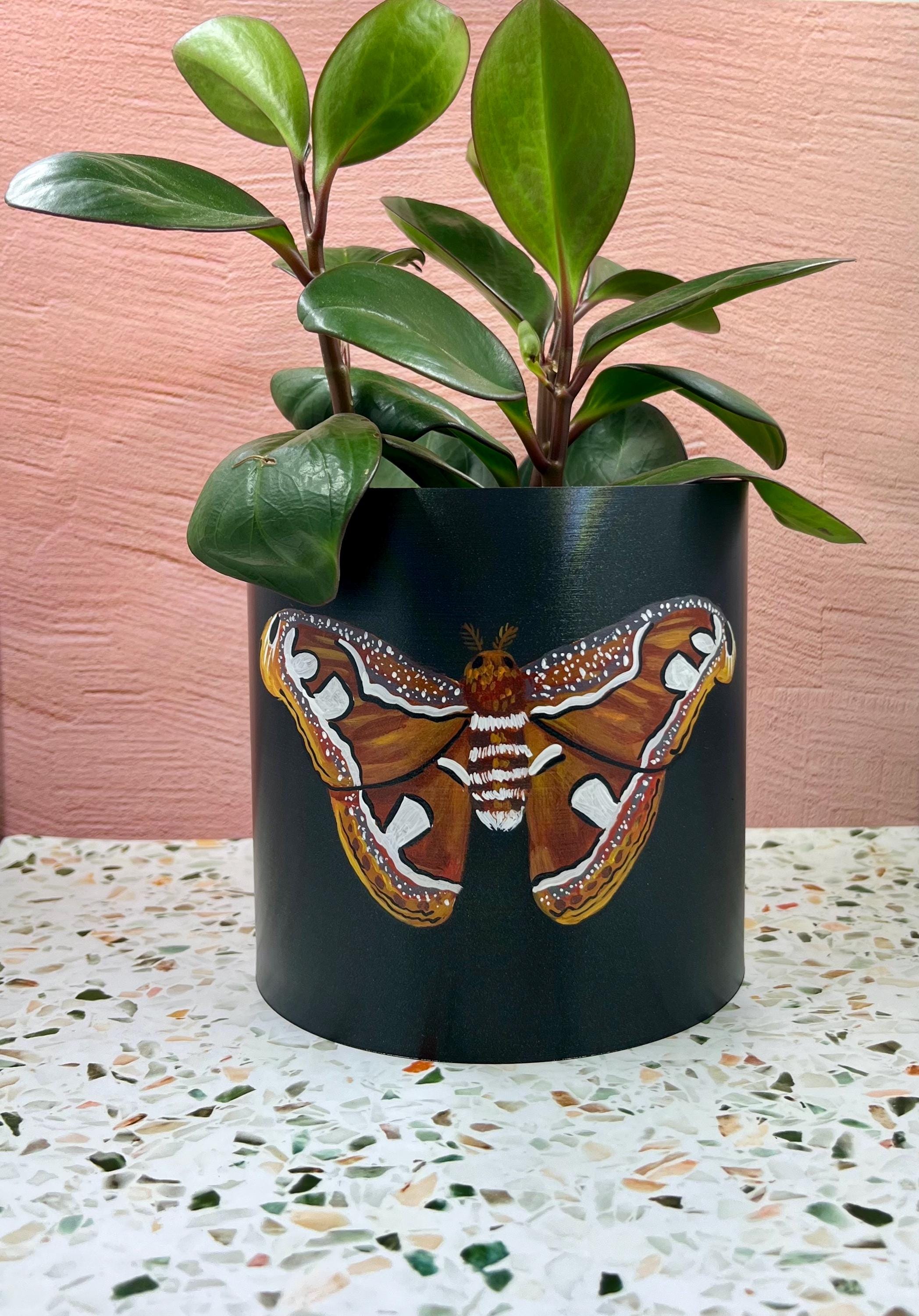 Atlas Moth | 5 Inch Pots | Atlas Moth Gift | Artsy Hand-painted ...