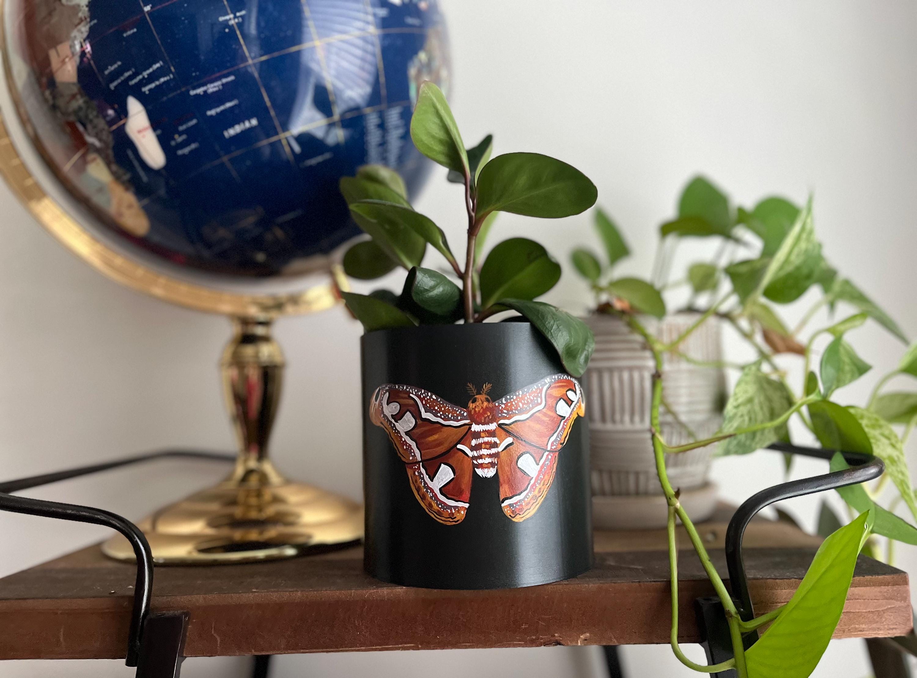 Atlas Moth | 5 Inch Pots | Atlas Moth Gift | Artsy Hand-painted ...