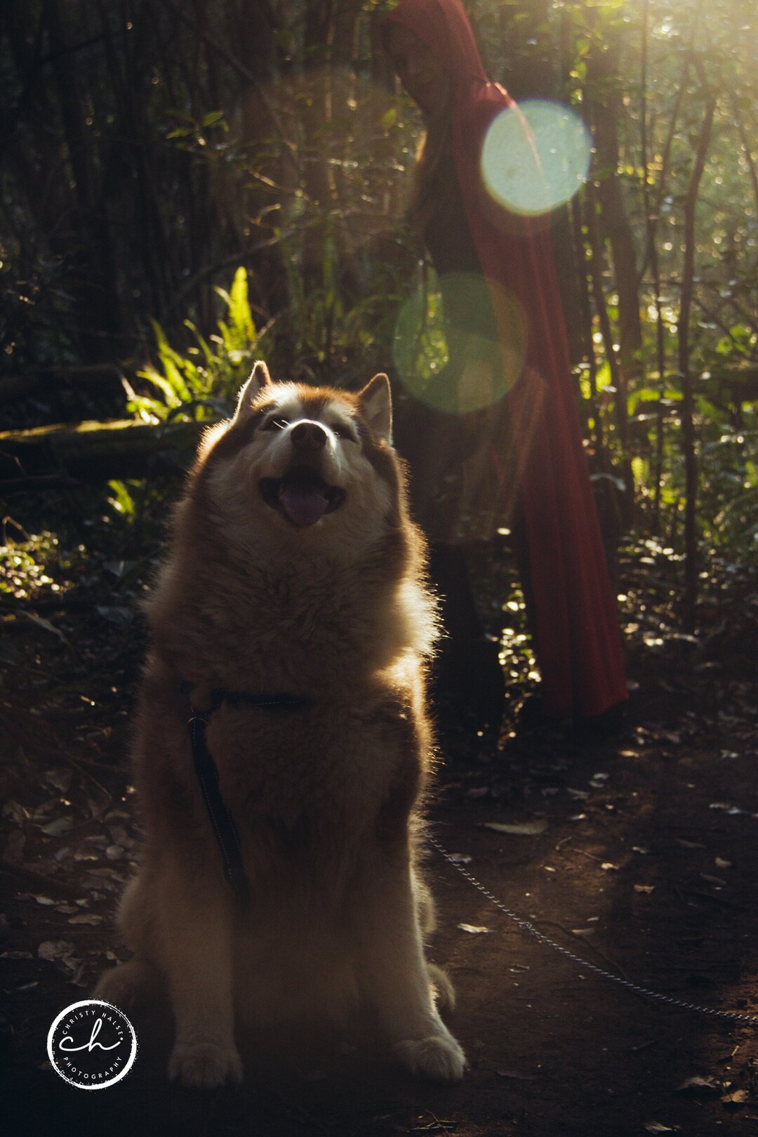 Echoes of Red Riding Hood: A Husky Tale - Etsy