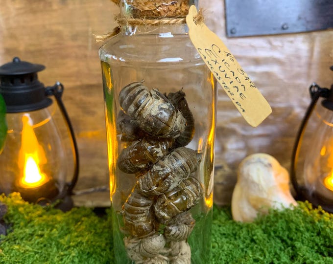 Cicada Shells L Exuviae L Exoskeleton L Entomology L Natural Science L ...