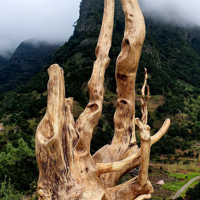 Root Art - Etsy