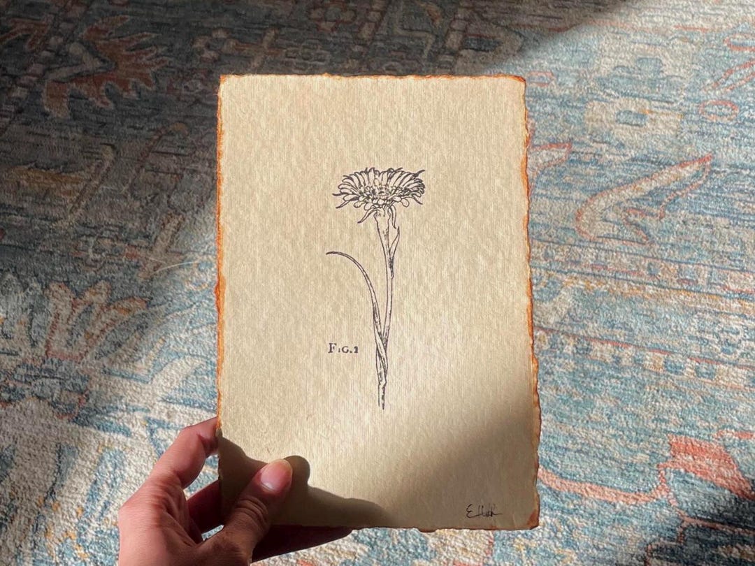 Dandelion Sketch: Original Botanical Wall Art (pen and Ink Drawing) - Etsy