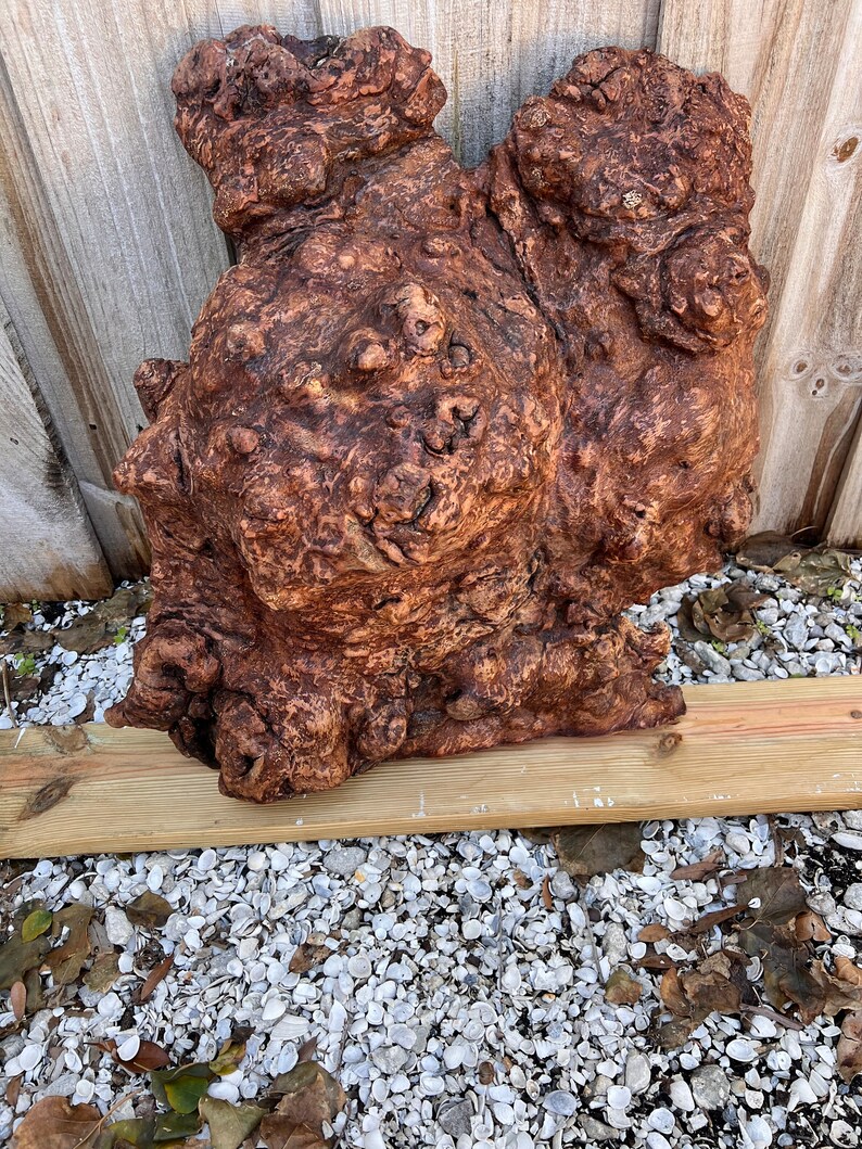 2’ X 2 ‘ Oak Burl Slab - Etsy
