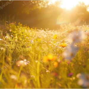 Sunlit Wildflower Field Digital Backdrop - Dreamy Summer Photography ...