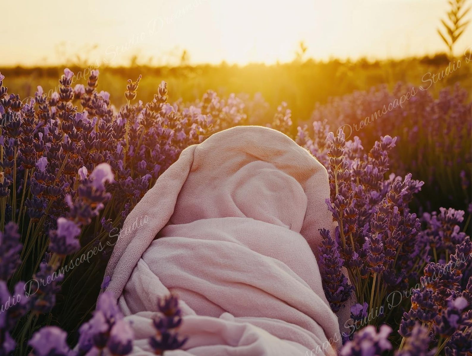Lavender Field Digital Backdrop - Sunset Baby Photography Background ...