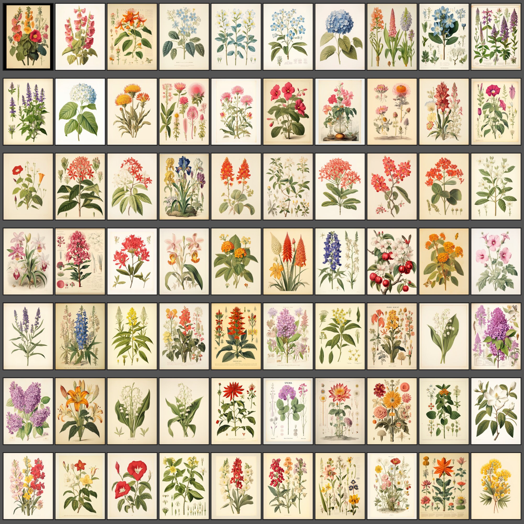 347 Floral Herbarium High Quality Art Prints for Wall Hanging Wall ...
