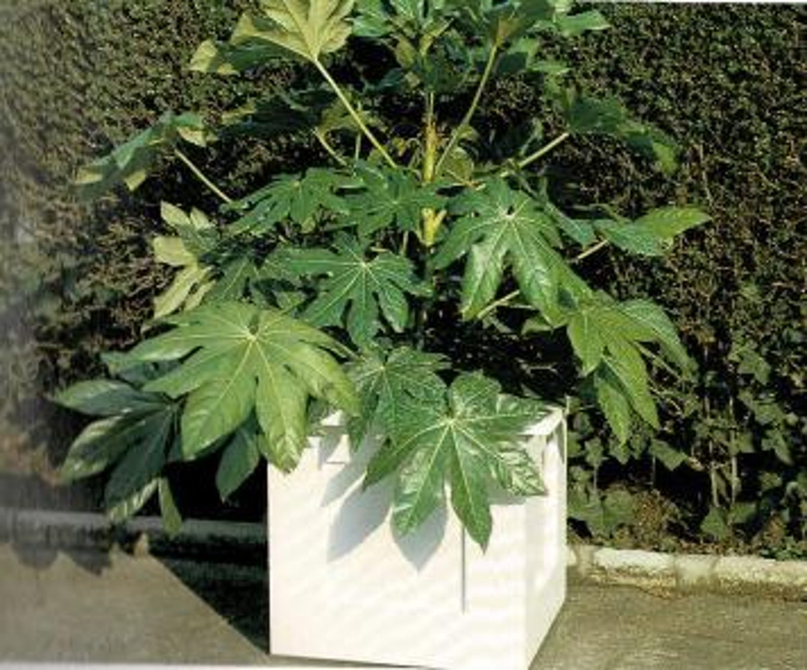 DIY String Light Post Hanging Basket Planter Plans Raised Window Sill ...