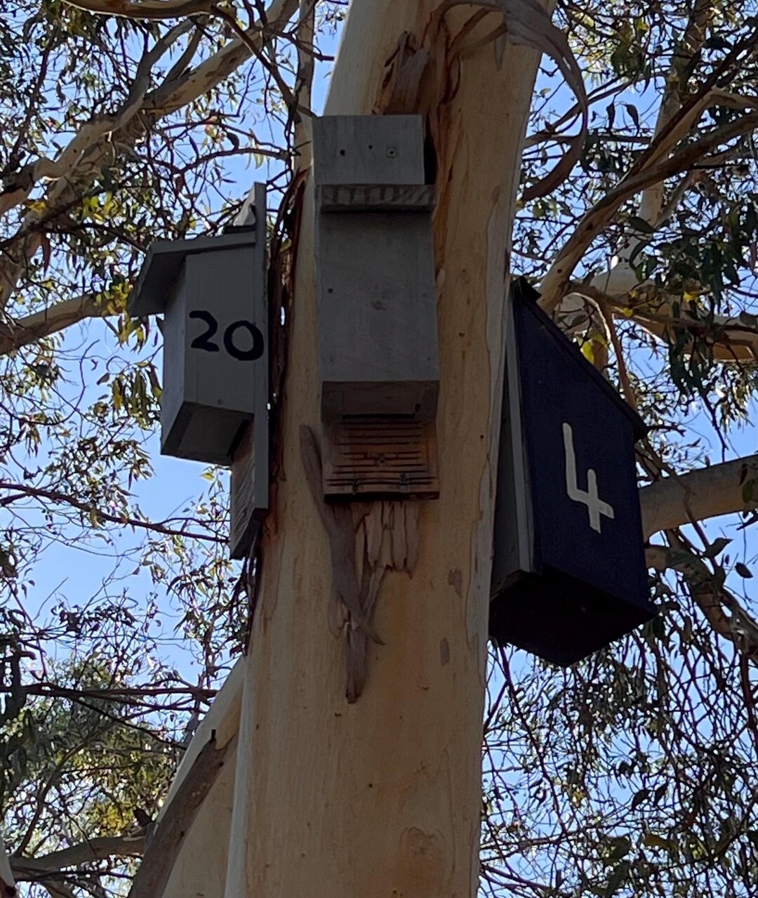 DIY Easy Bat House Plans for House Barn Wall Construction How to Build ...