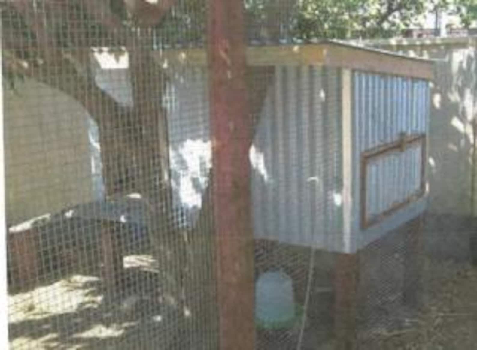 DIY Turkey Coop Plans and Raising Turkeys in Your Hobby Farm DIY Coop 3 ...