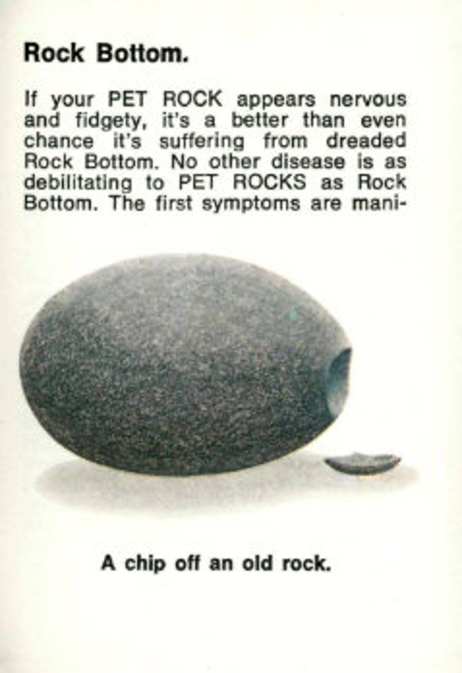 The Care and Training of Your Pet Rock Owner's Manual 1975 Vintage PDF ...