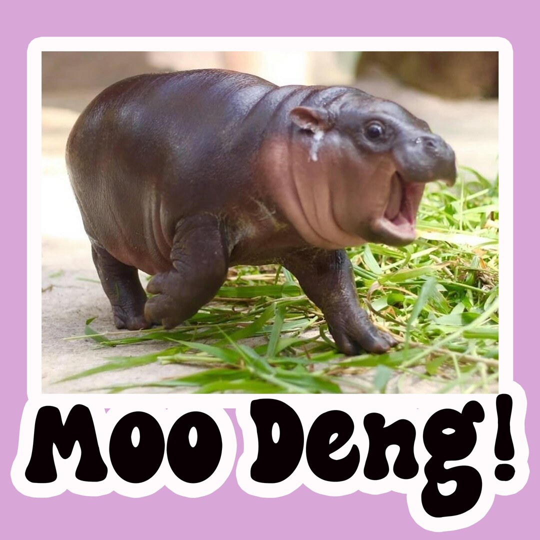Trending Baby Hippo, Moo Deng Sticker, Moo Deng Meme Sticker, Hippo Moo ...