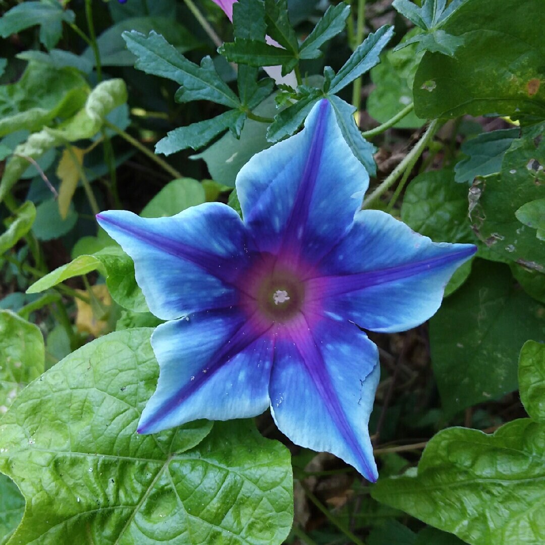 RARE MORNING GLORY Live Seedling Ipomoea Nil Blue Picotee Japanese ...